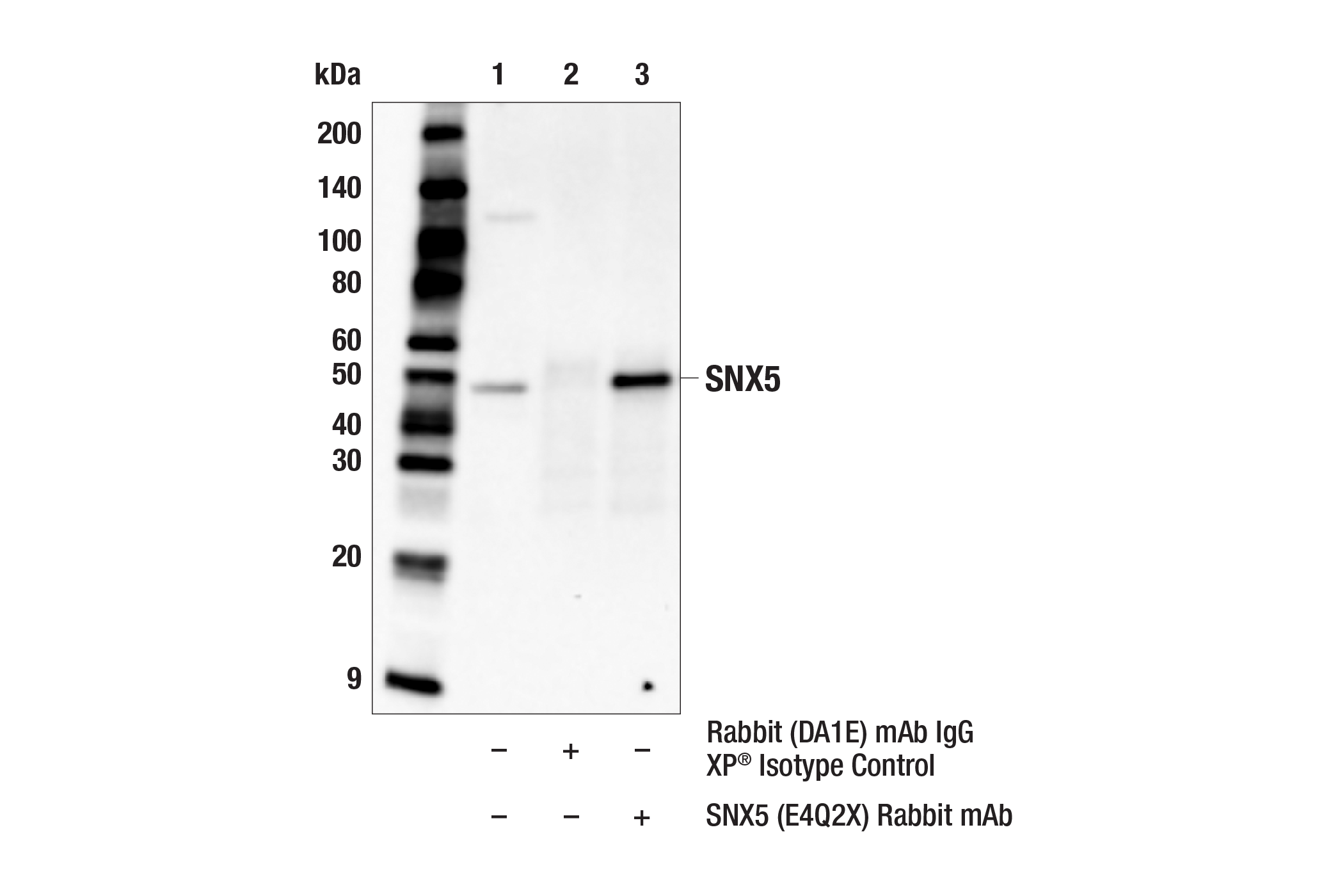 SNX5 (E4Q2X) Rabbit mAb | Cell Signaling Technology