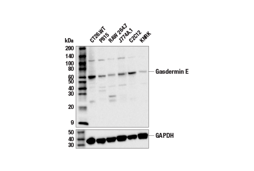 Gasdermin E Antibody | Cell Signaling Technology