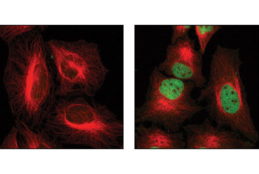 Phospho-Stat3 (Tyr705) (M9C6) Mouse mAb | Cell Signaling Technology