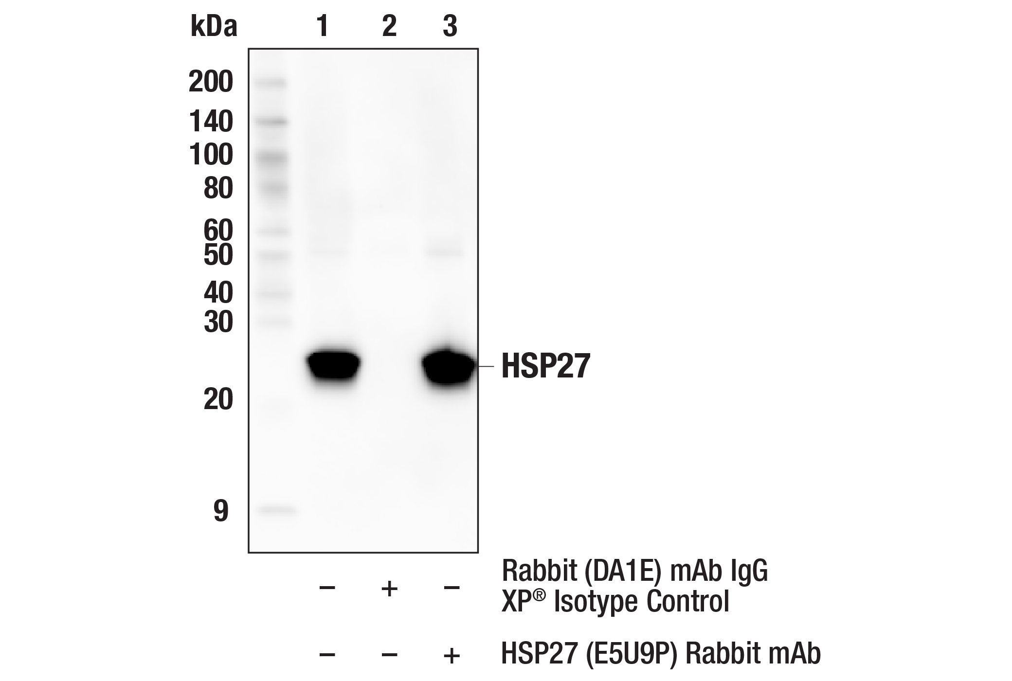 HSP27 (E5U9P) Rabbit mAb | Cell Signaling Technology