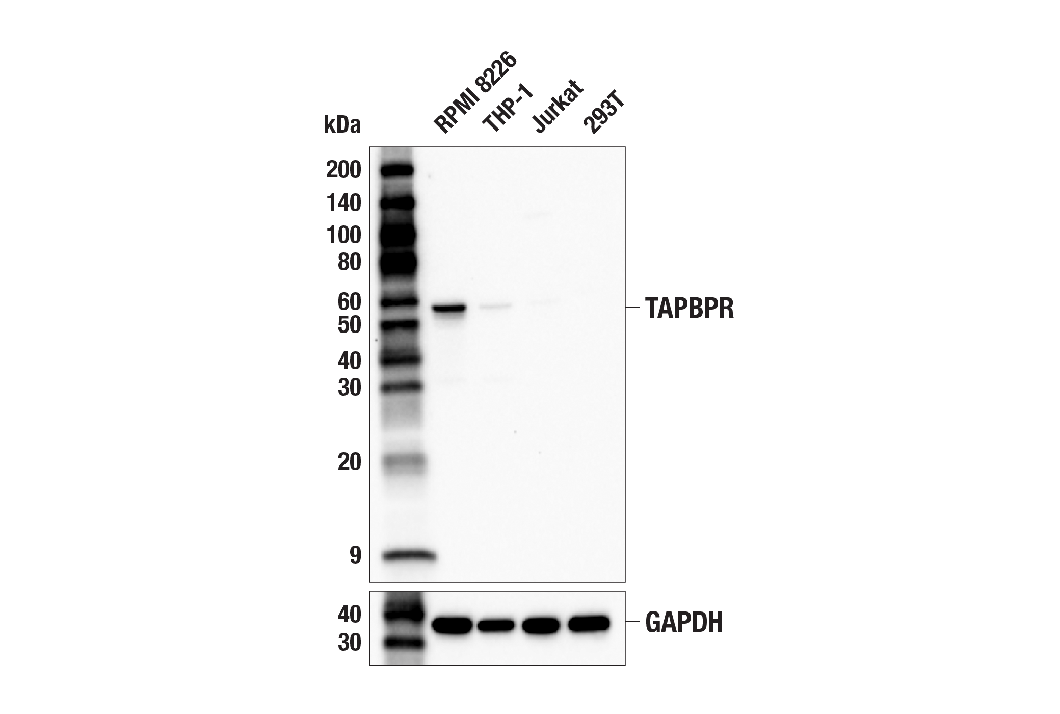 TAPBPR (E5P1F) Rabbit mAb | Cell Signaling Technology