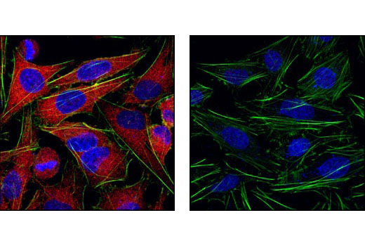 Anti-rabbit IgG (H+L), F(ab')2 Fragment (Alexa Fluor® 555 Conjugate ...