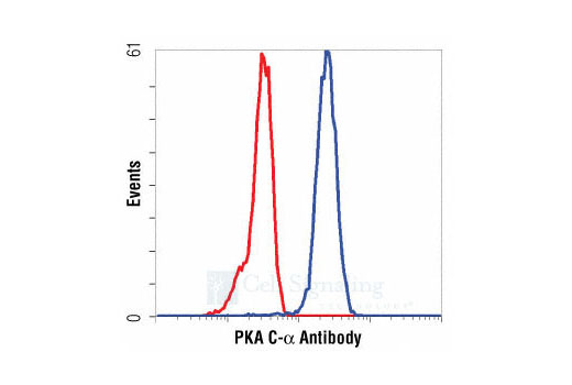 PKA C-α Antibody | Cell Signaling Technology
