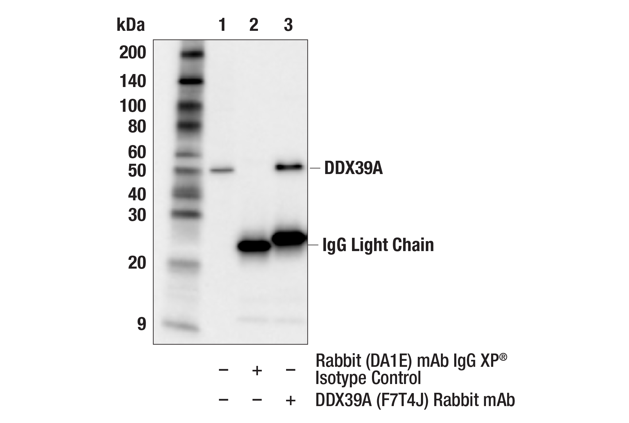 DDX39A (F7T4J) Rabbit mAb | Cell Signaling Technology