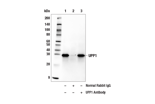 UPP1 Antibody | Cell Signaling Technology