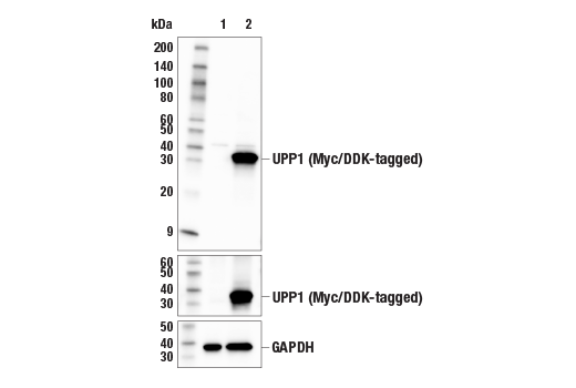 UPP1 Antibody | Cell Signaling Technology