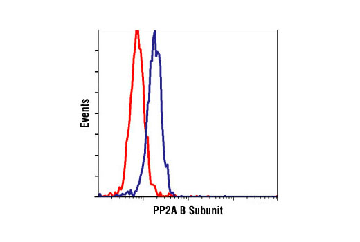PP2A B Subunit Antibody | Cell Signaling Technology