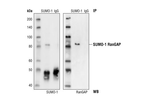 SUMO-1 Antibody | Cell Signaling Technology