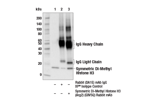 Symmetric Di-Methyl Histone H3 (Arg2) (E8V5Q) Rabbit mAb | Cell ...