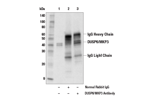 DUSP6/MKP3 Antibody | Cell Signaling Technology