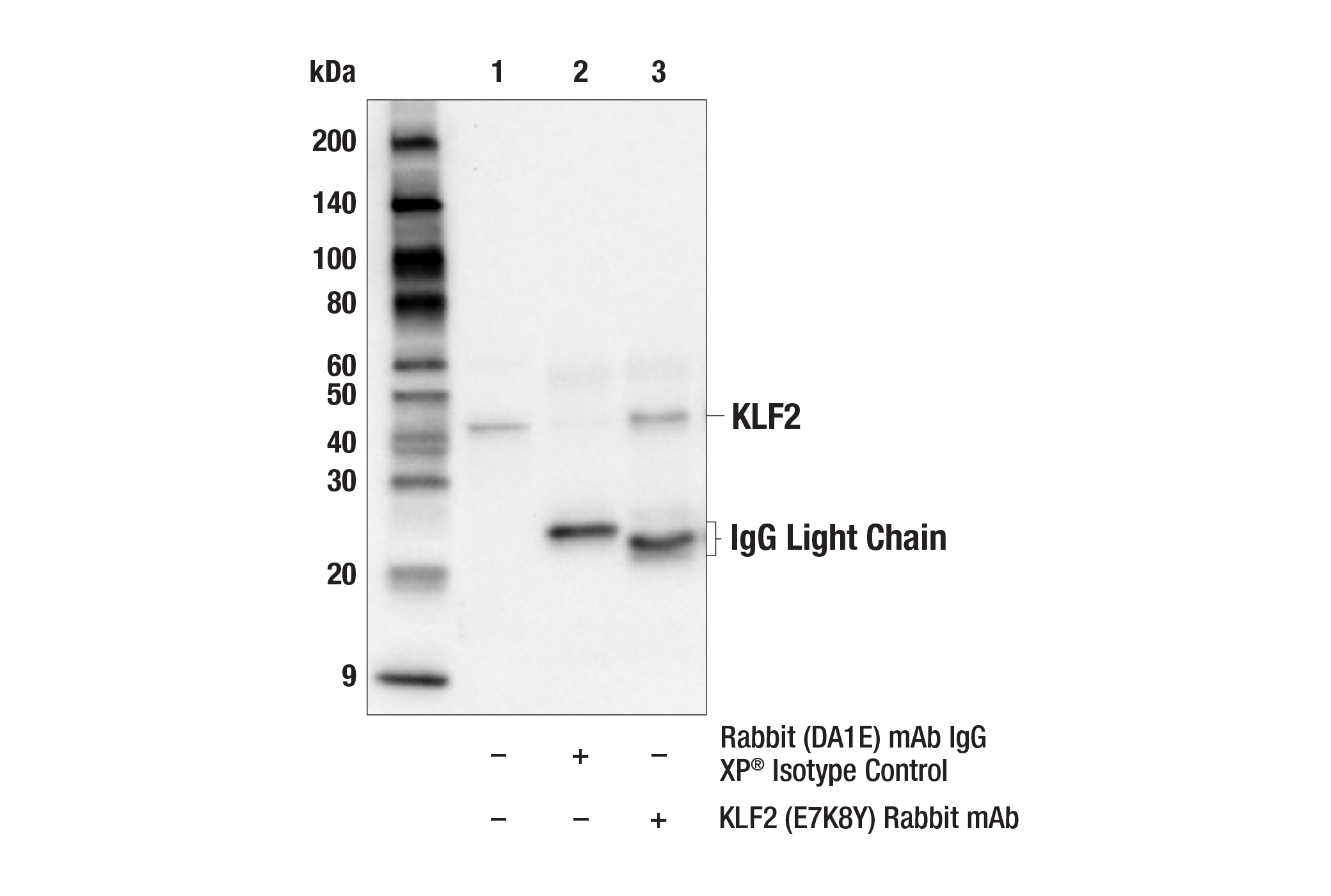 KLF2 (E7K8Y) Rabbit mAb | Cell Signaling Technology