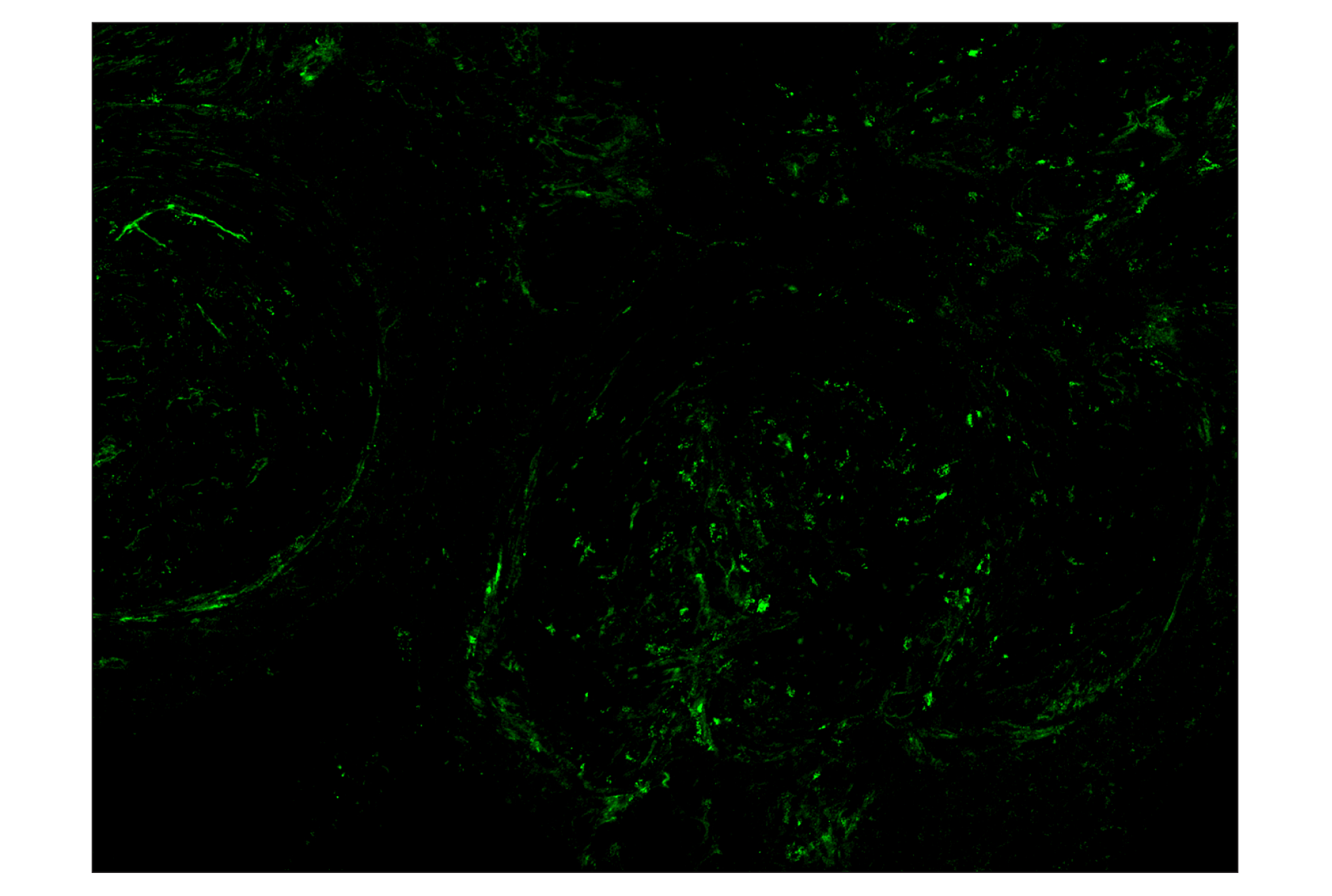 NT5E/CD73 (D7F9A) & CO-0039-594 SignalStar™ Oligo-Antibody Pair | Cell ...