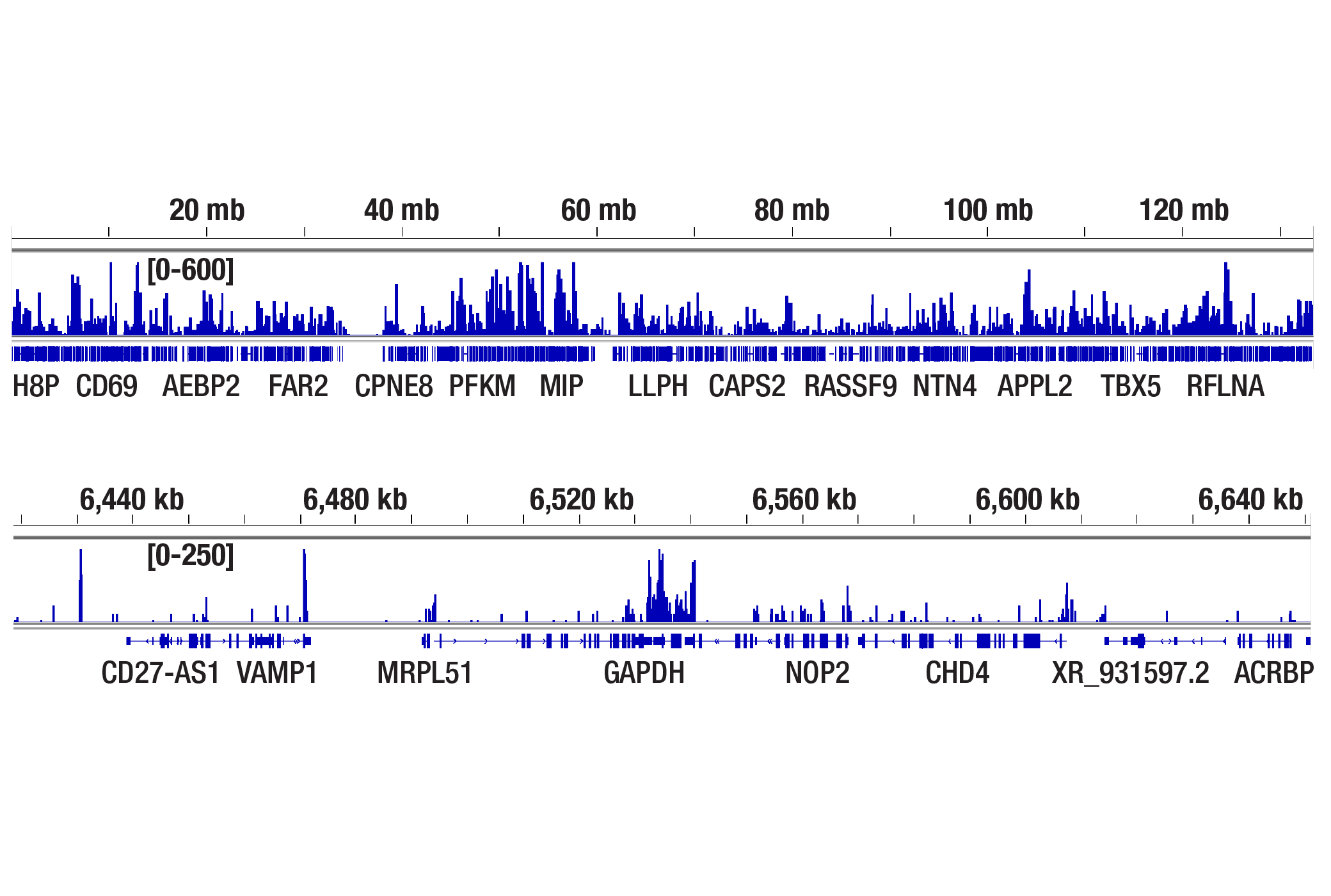 Donkey Anti-Mouse IgG (H+L) Antibody | Cell Signaling Technology
