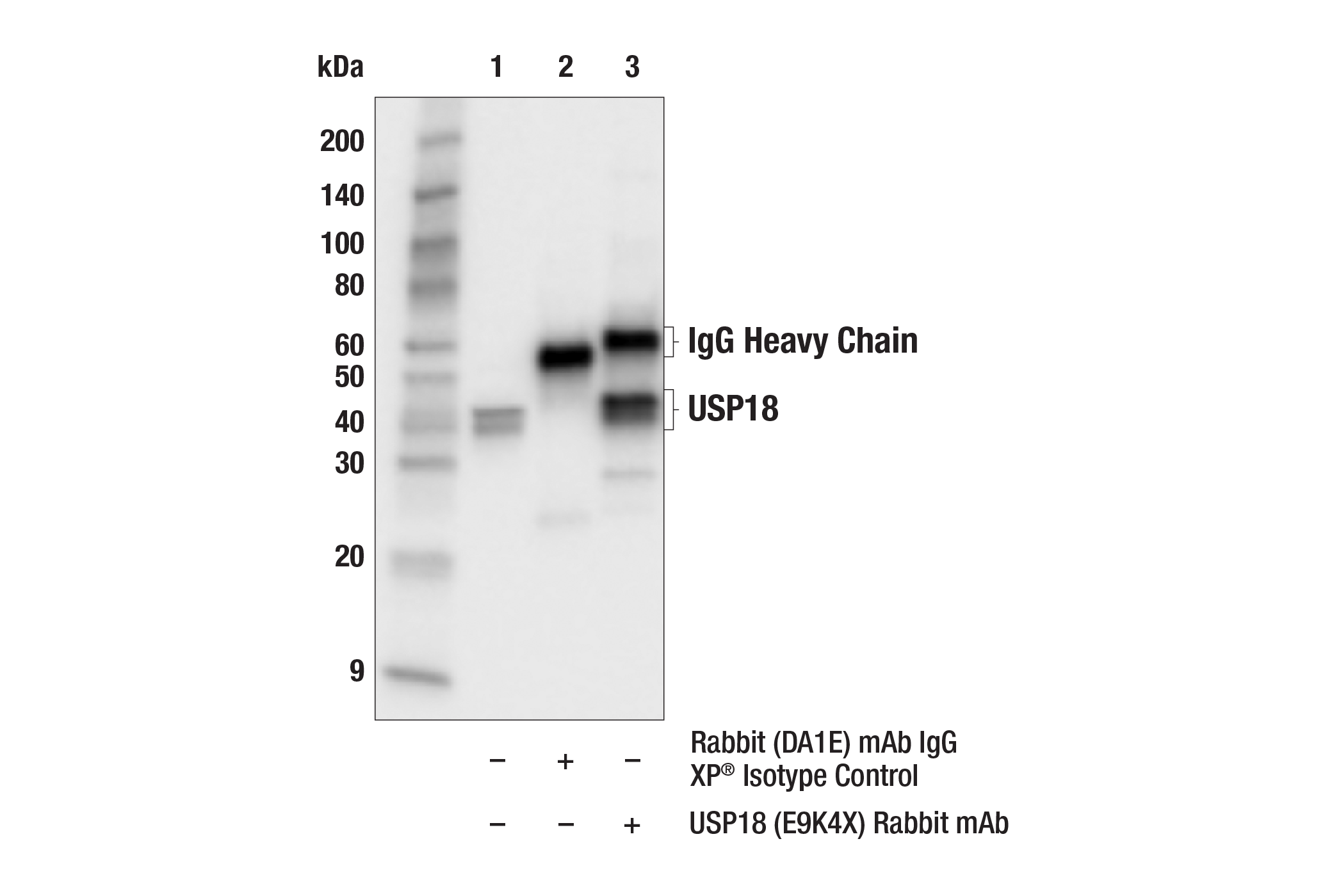 USP18 (E9K4X) Rabbit mAb | Cell Signaling Technology