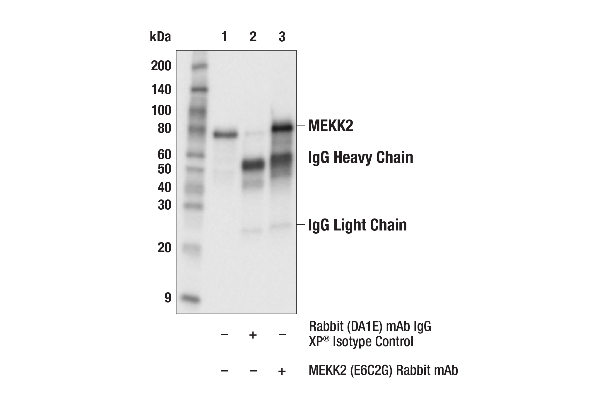 MEKK2 (E6C2G) Rabbit mAb | Cell Signaling Technology