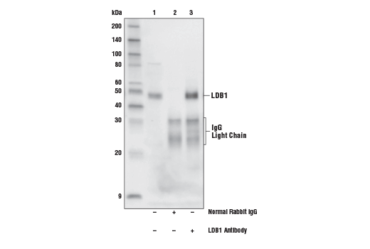 LDB1 Antibody | Cell Signaling Technology