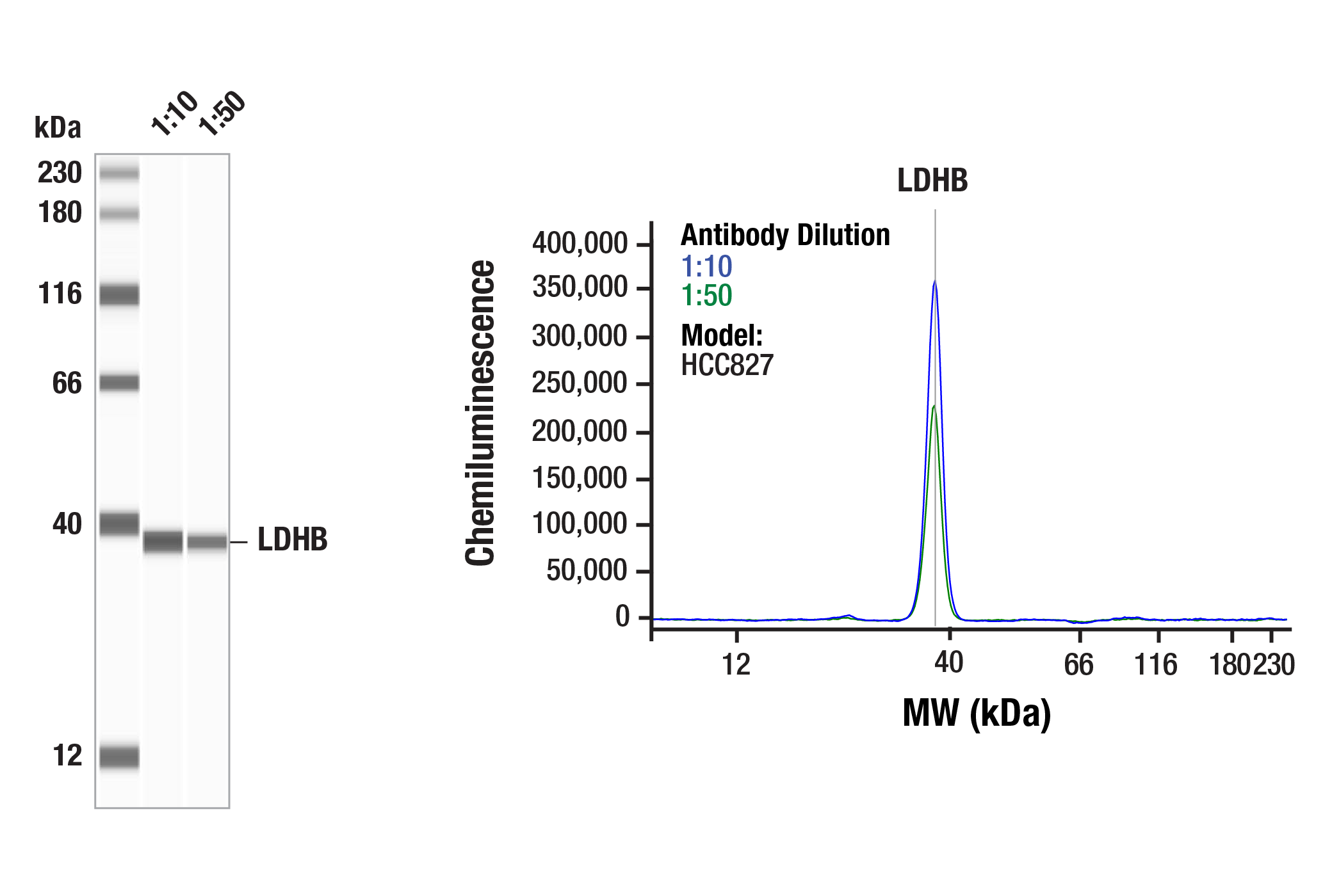 Glycolysis/TCA Cycle Molecular Checkpoint Antibody Sampler Kit | Cell ...