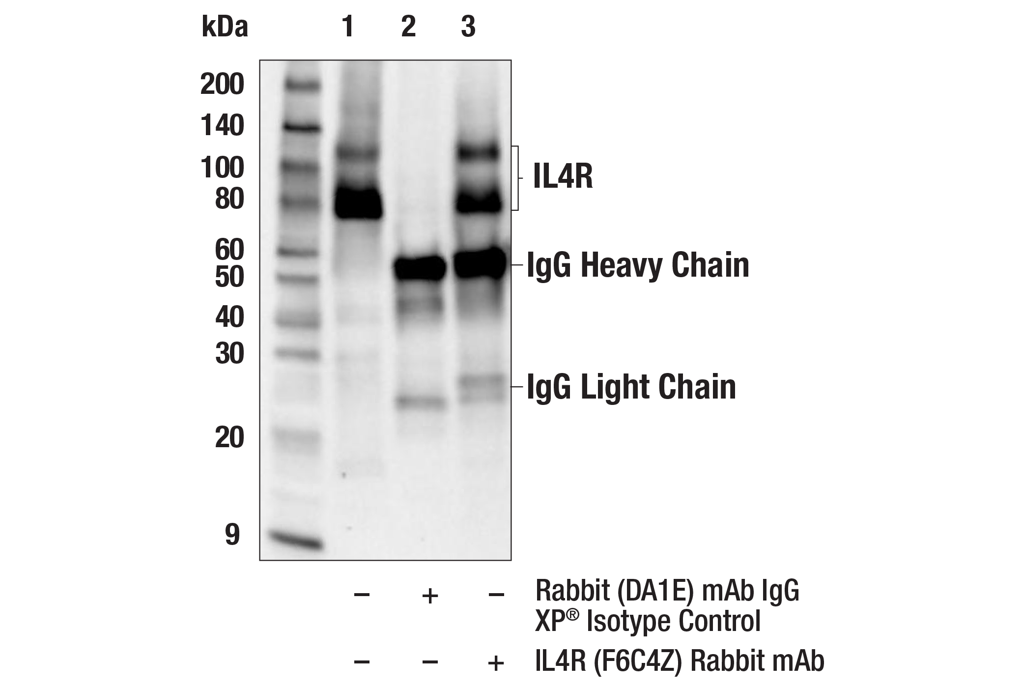 IL4R (F6C4Z) Rabbit mAb | Cell Signaling Technology