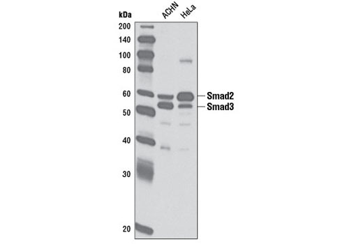 Smad2/3 Antibody | Cell Signaling Technology