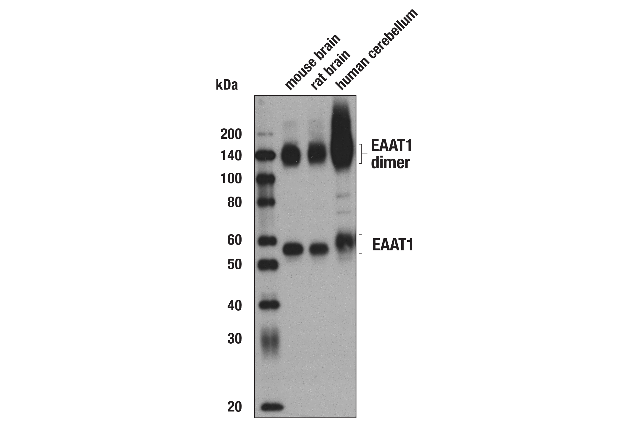 EAAT1 (D44E2) XP® Rabbit mAb (BSA and Azide Free) | Cell Signaling Technology