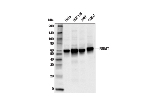 RNMT Antibody | Cell Signaling Technology