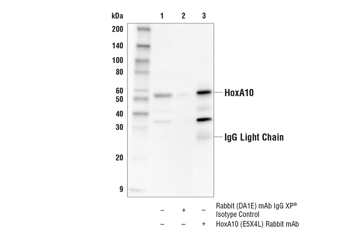 HoxA10 (E5X4L) Rabbit mAb | Cell Signaling Technology