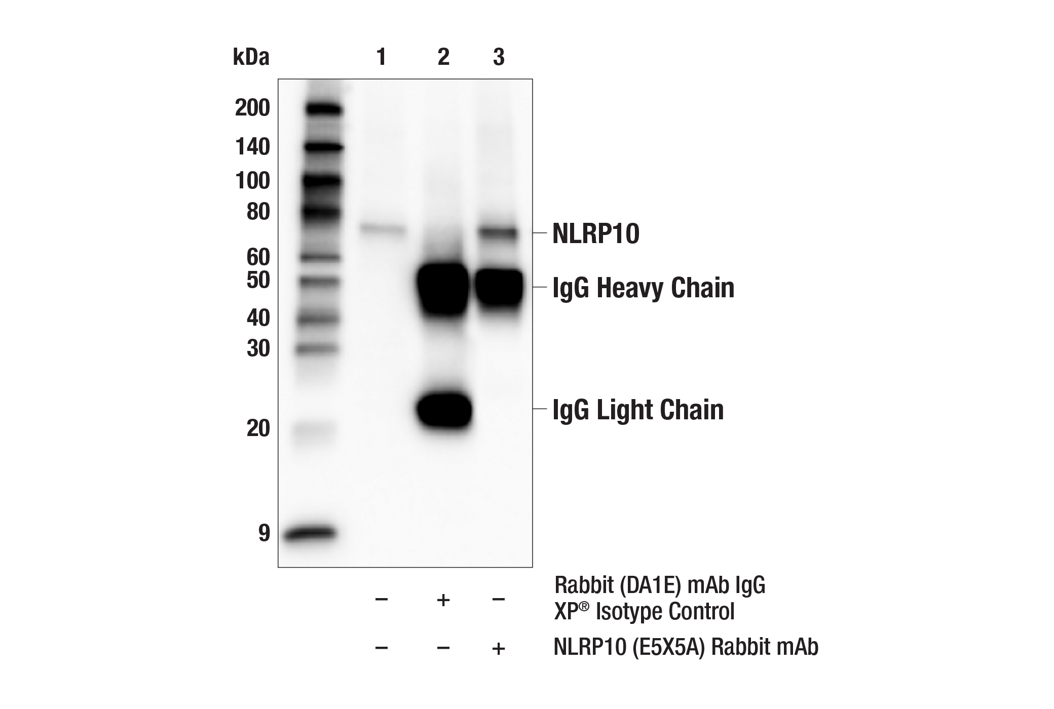 NLRP10 (E5X5A) Rabbit mAb | Cell Signaling Technology
