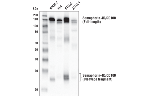 Semaphorin-4D/CD100 (E5C3B) XP® Rabbit mAb (BSA and Azide Free) | Cell ...