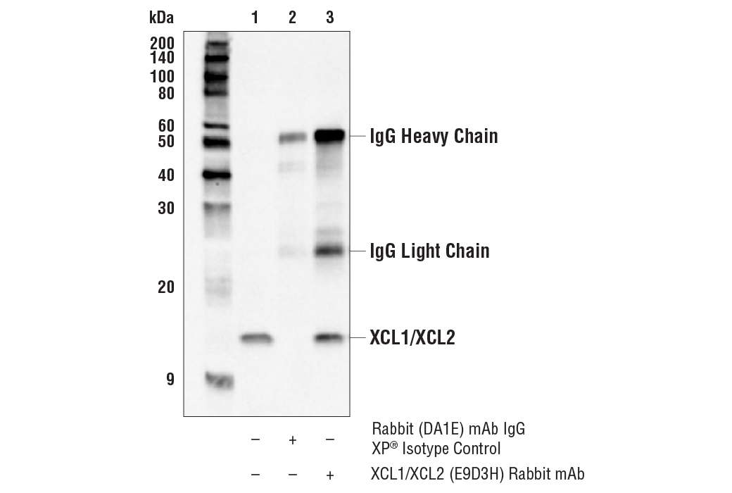 XCL1/XCL2 (E9D3H) Rabbit mAb | Cell Signaling Technology