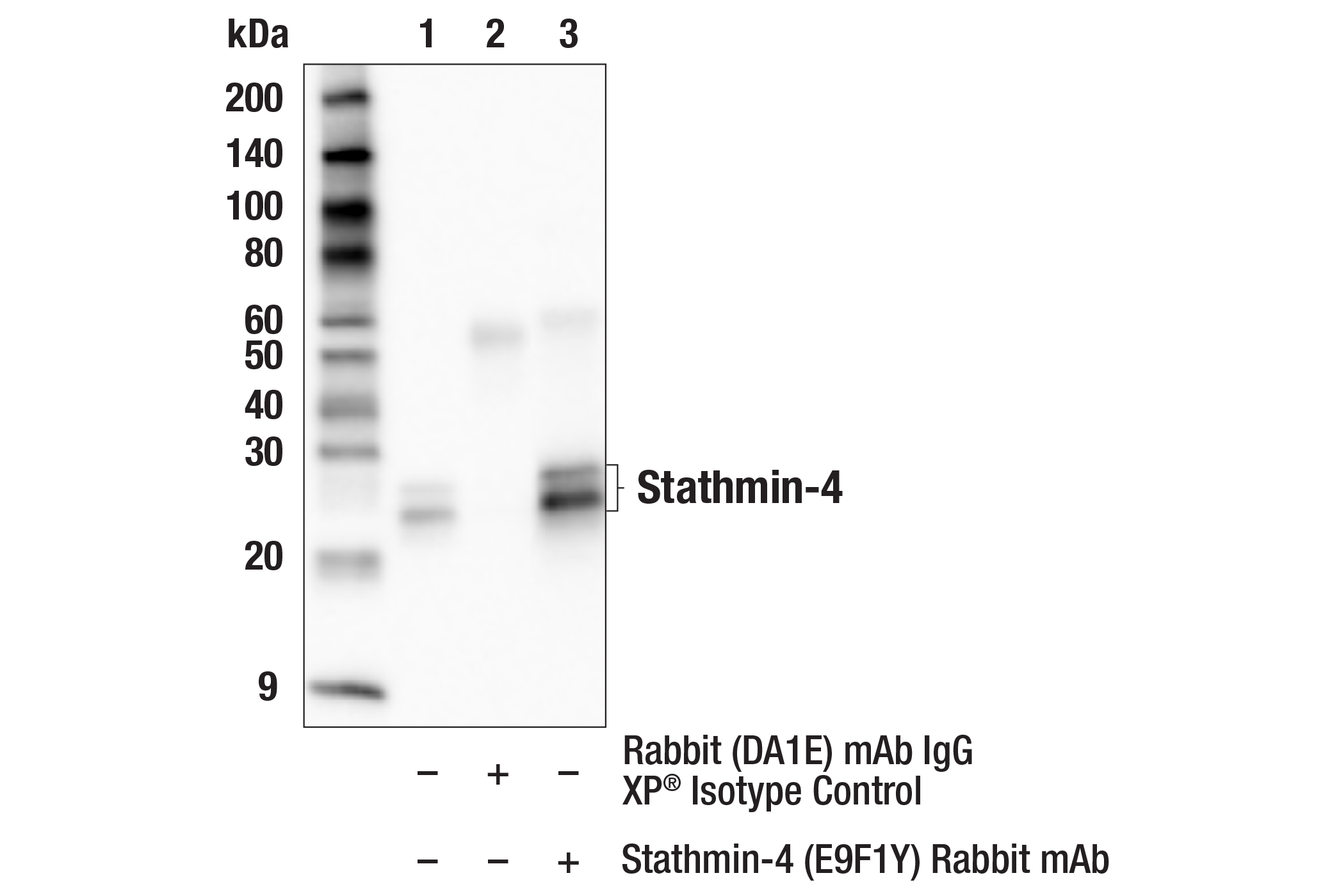 Stathmin-4 (E9F1Y) Rabbit mAb | Cell Signaling Technology