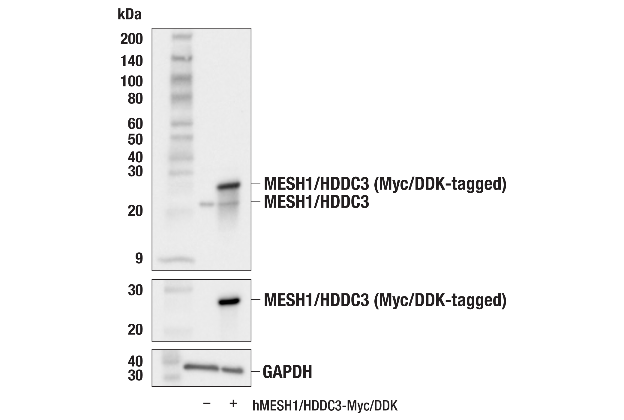 MESH1/HDDC3 (E2U8P) Rabbit mAb | Cell Signaling Technology