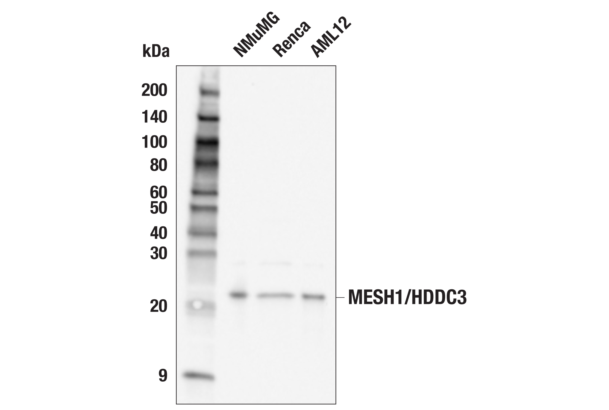 MESH1/HDDC3 (E2U8P) Rabbit mAb | Cell Signaling Technology