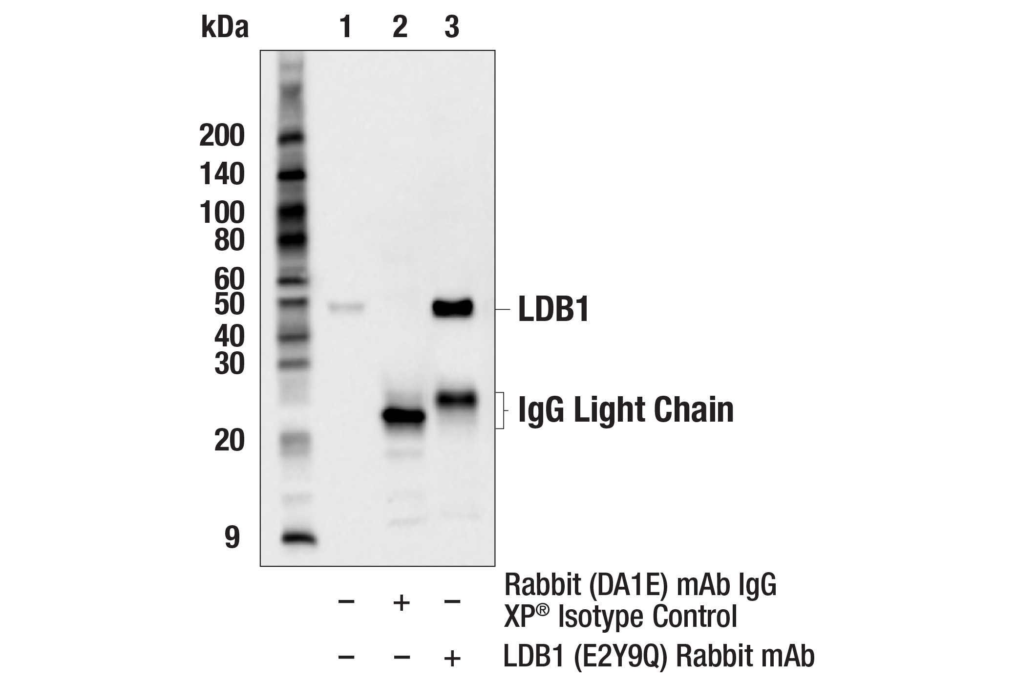 LDB1 (E2Y9Q) Rabbit mAb | Cell Signaling Technology