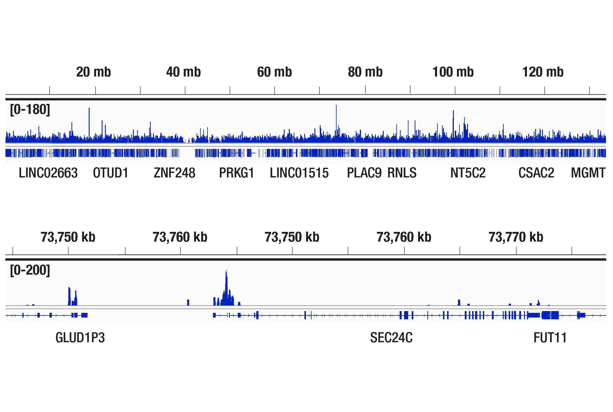 ETV4 (E1W1G) Rabbit mAb | Cell Signaling Technology