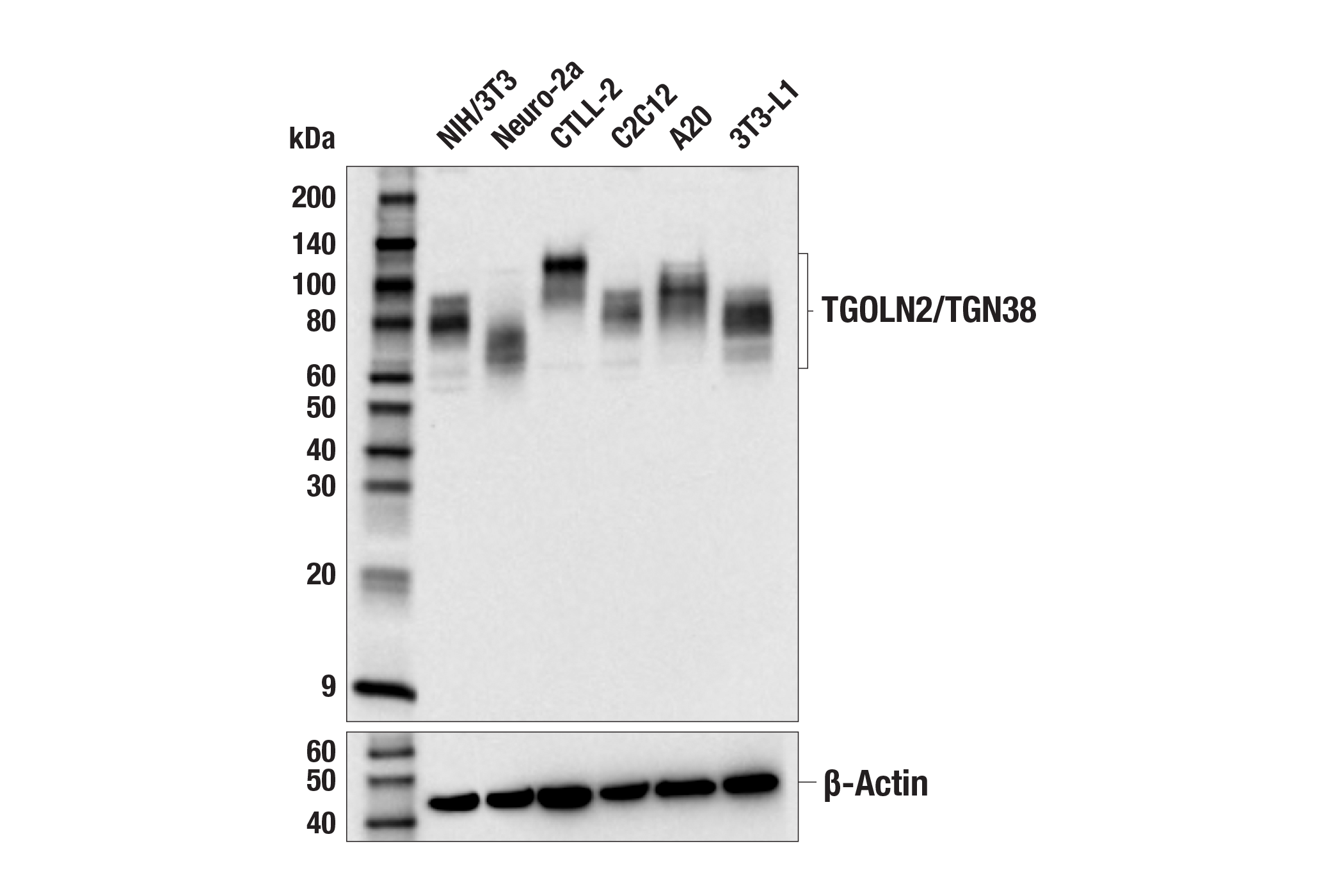 TGOLN2/TGN38 (E2T4P) Rabbit mAb | Cell Signaling Technology