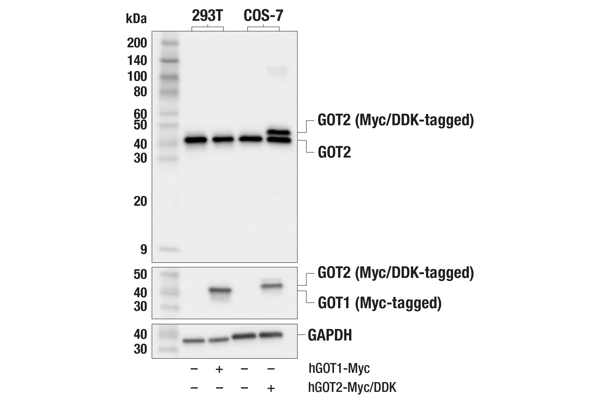 GOT2 (F4P3R) Rabbit mAb (BSA and Azide Free) | Cell Signaling Technology