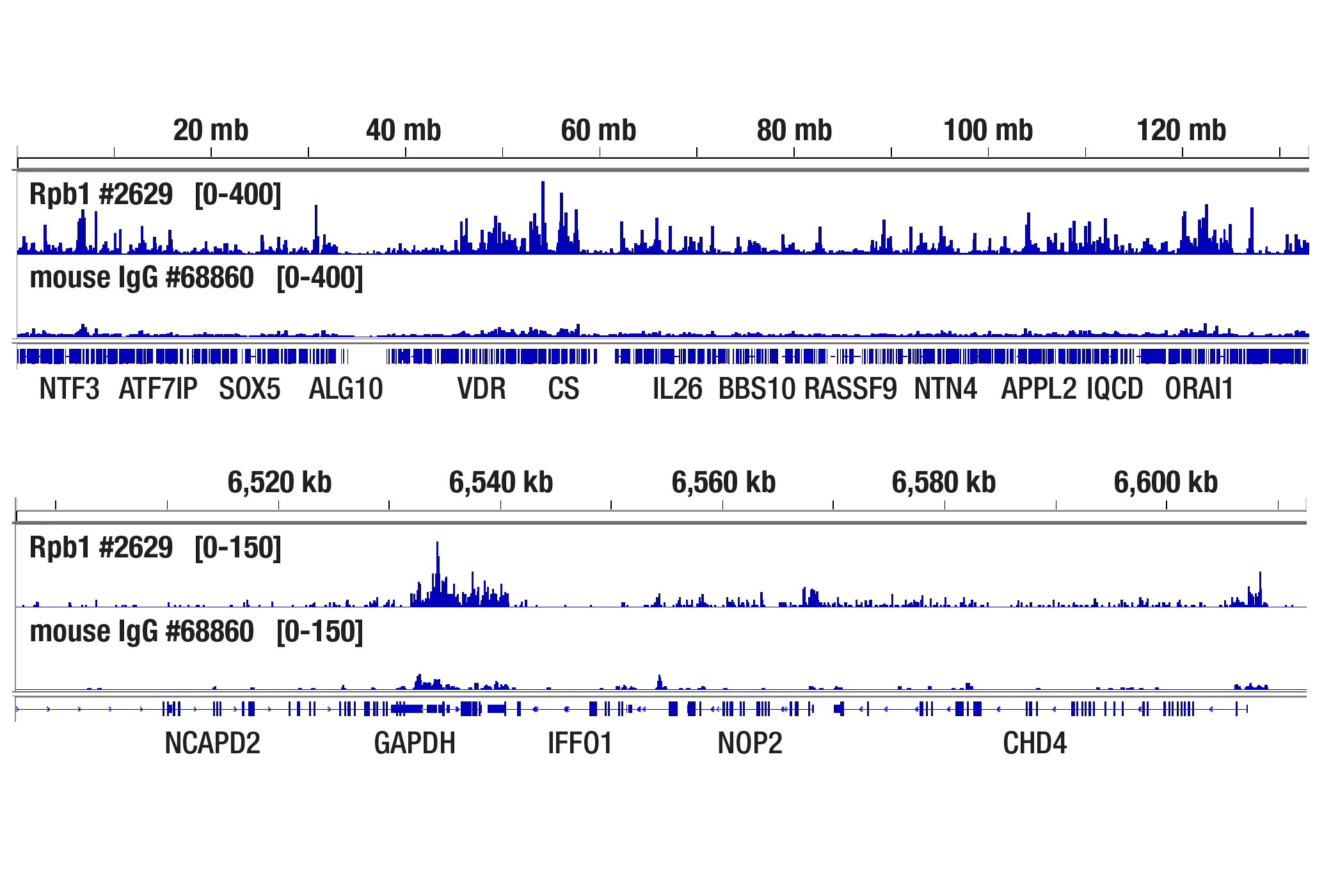 Normal Mouse IgG | Cell Signaling Technology