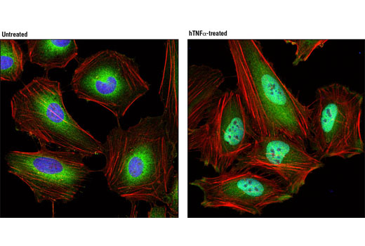 NFkB p65 Antibody (L8F6) | Cell Signaling Technology