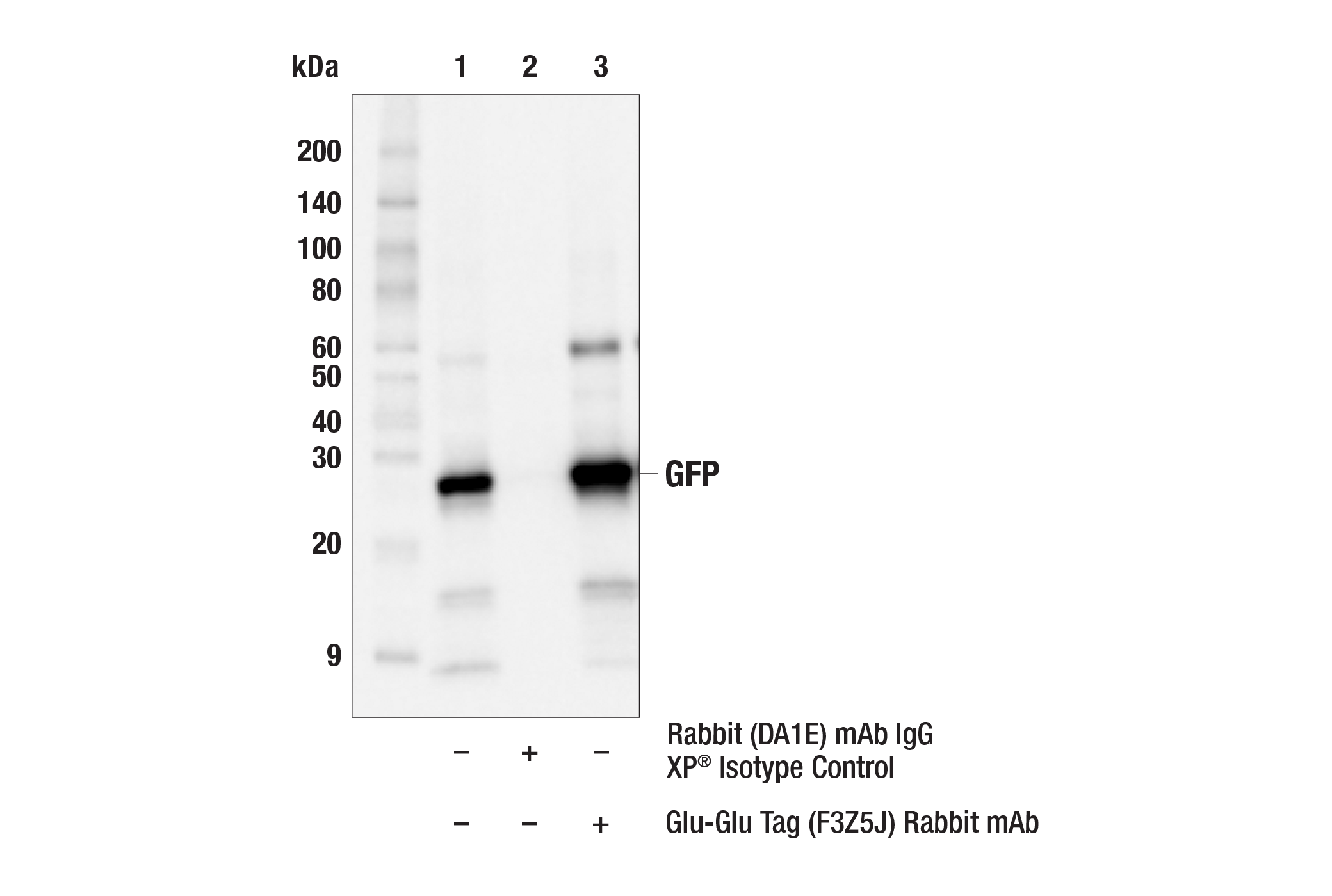 Glu-Glu Tag (F3Z5J) Rabbit mAb | Cell Signaling Technology