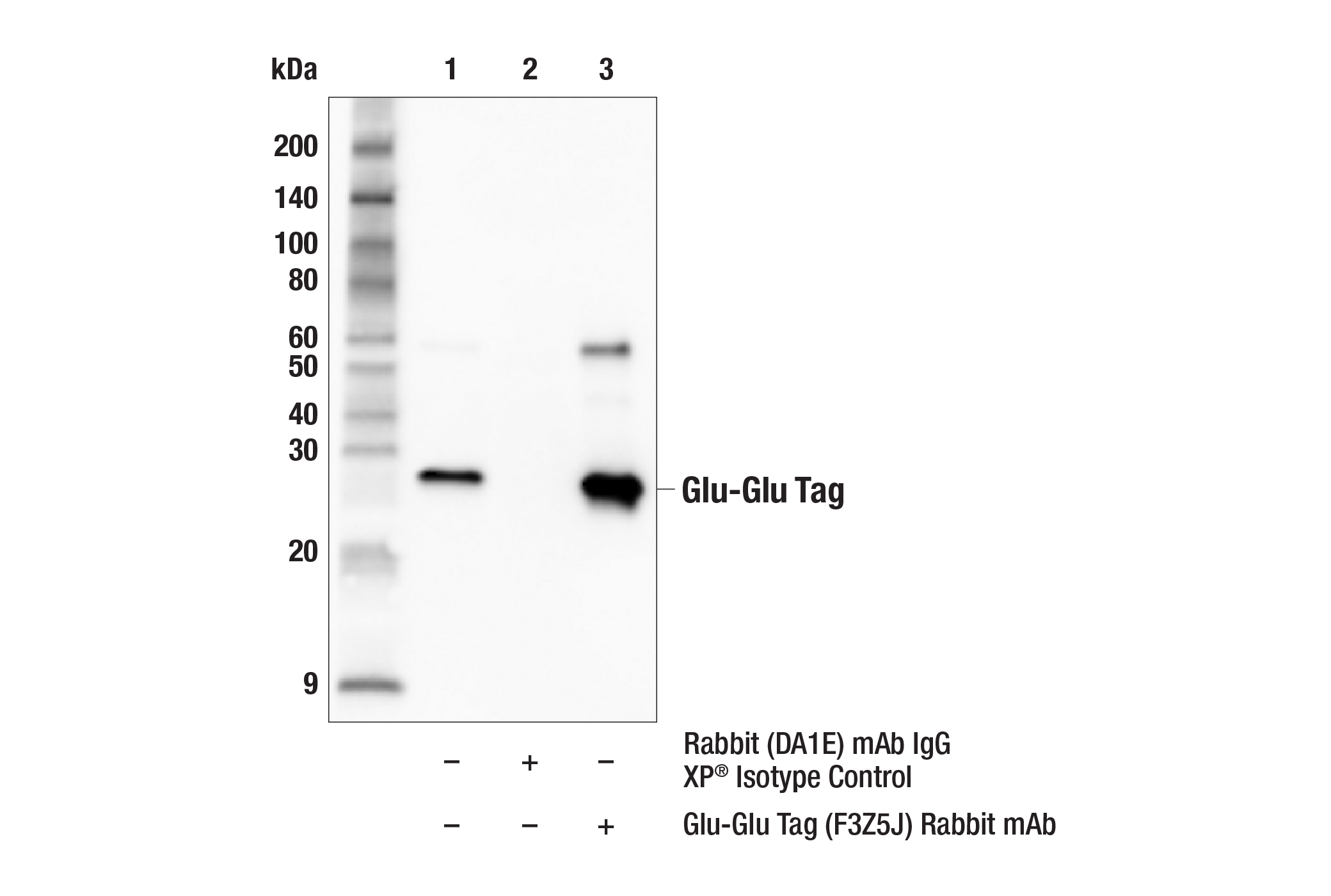 Glu-Glu Tag (F3Z5J) Rabbit mAb | Cell Signaling Technology