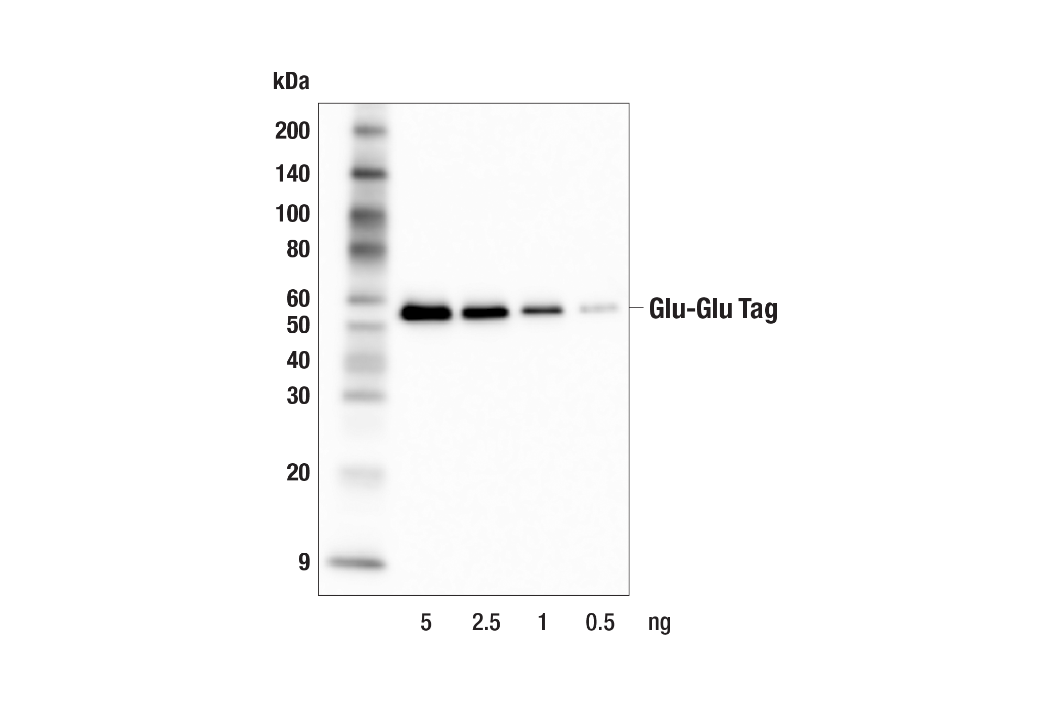 Glu-Glu Tag (F3Z5J) Rabbit mAb | Cell Signaling Technology