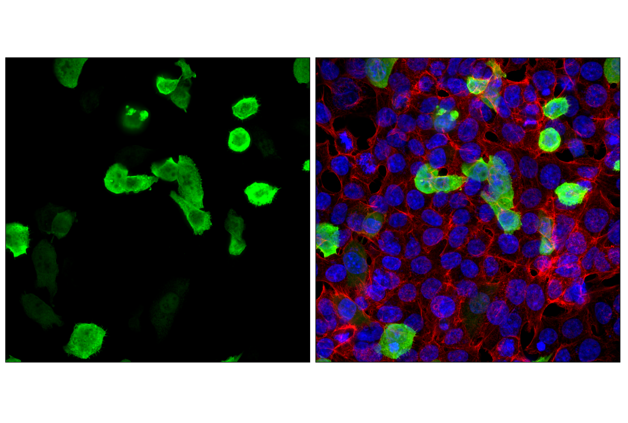 Glu-Glu Tag (F3Z5J) Rabbit mAb | Cell Signaling Technology