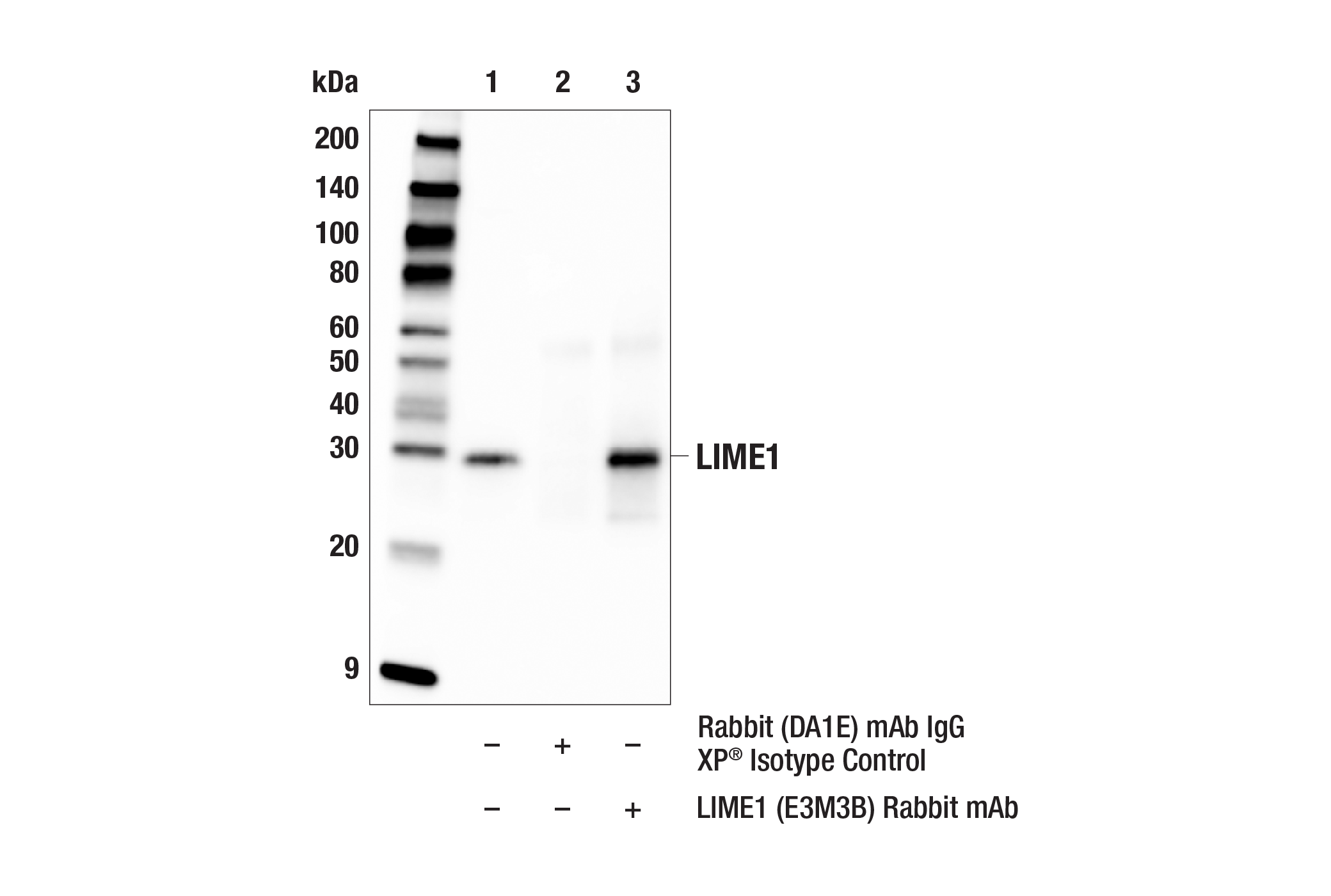 LIME1 (E3M3B) Rabbit mAb | Cell Signaling Technology