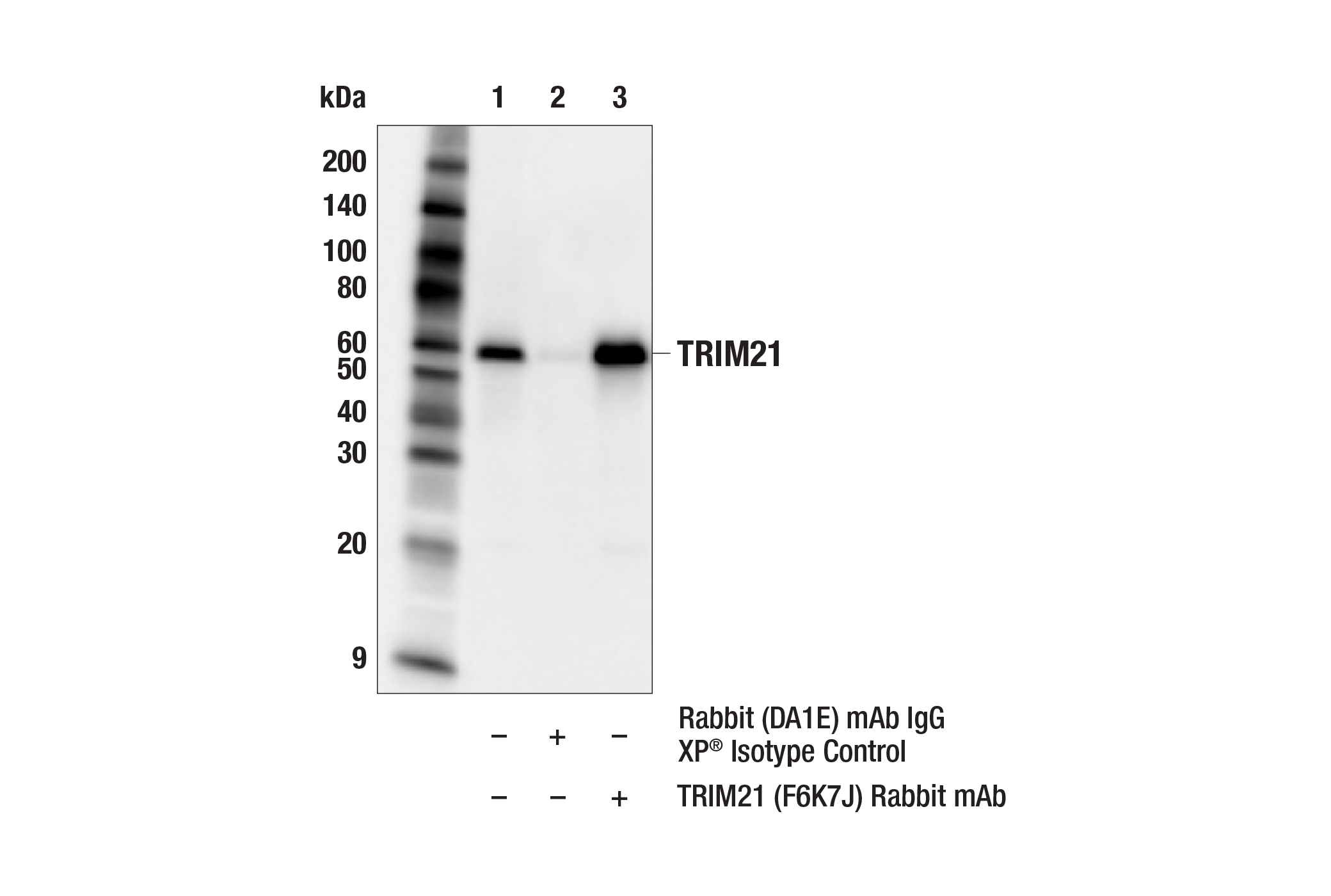 TRIM21 (F6K7J) Rabbit mAb | Cell Signaling Technology