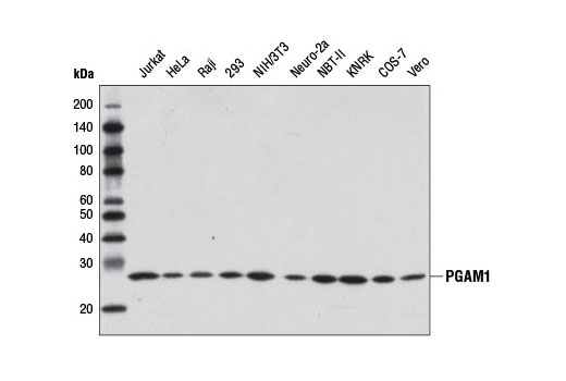 PGAM1 Antibody | Cell Signaling Technology