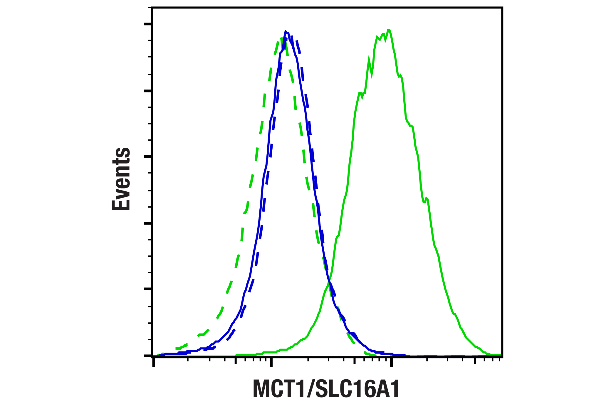 MCT1/SLC16A1 (E7A2K) Rabbit mAb | Cell Signaling Technology