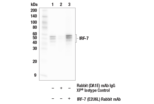 IRF-7 (E2U6L) Rabbit mAb | Cell Signaling Technology