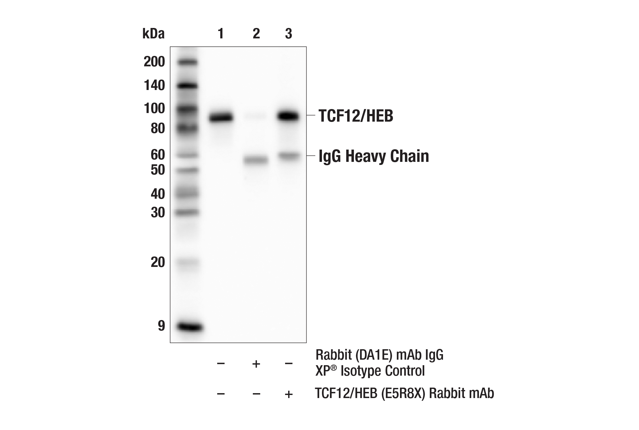 TCF12/HEB (E5R8X) Rabbit mAb | Cell Signaling Technology