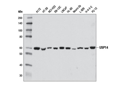 USP14 Antibody | Cell Signaling Technology