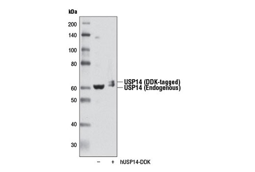 USP14 Antibody | Cell Signaling Technology